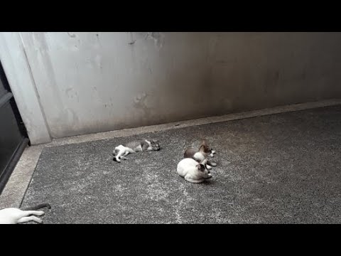 CATS FEEDING JUNE 4 2024/BOMBASE MOTOVLOG is live! - YouTube