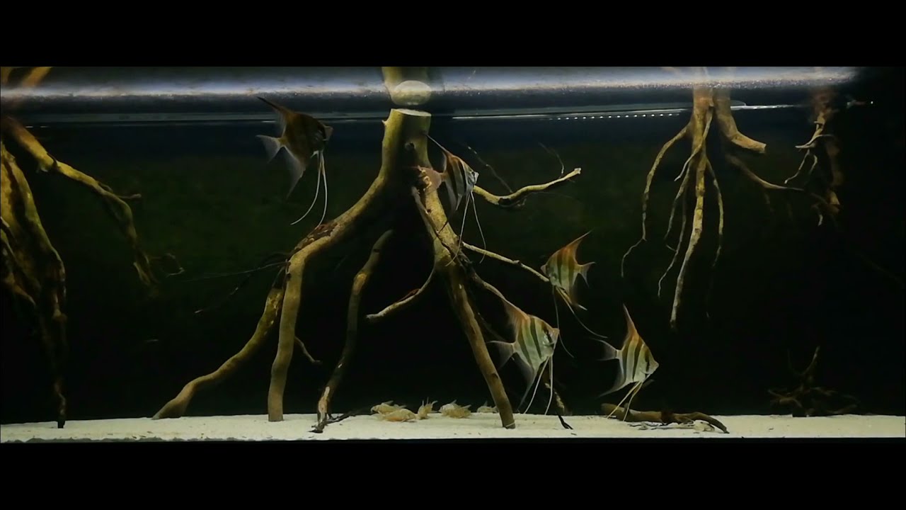 PTEROPHYLLUM ALTUM ORINOCO - AMAZON BIOTOPE TANK - SKALAR - ANGELFISH ...