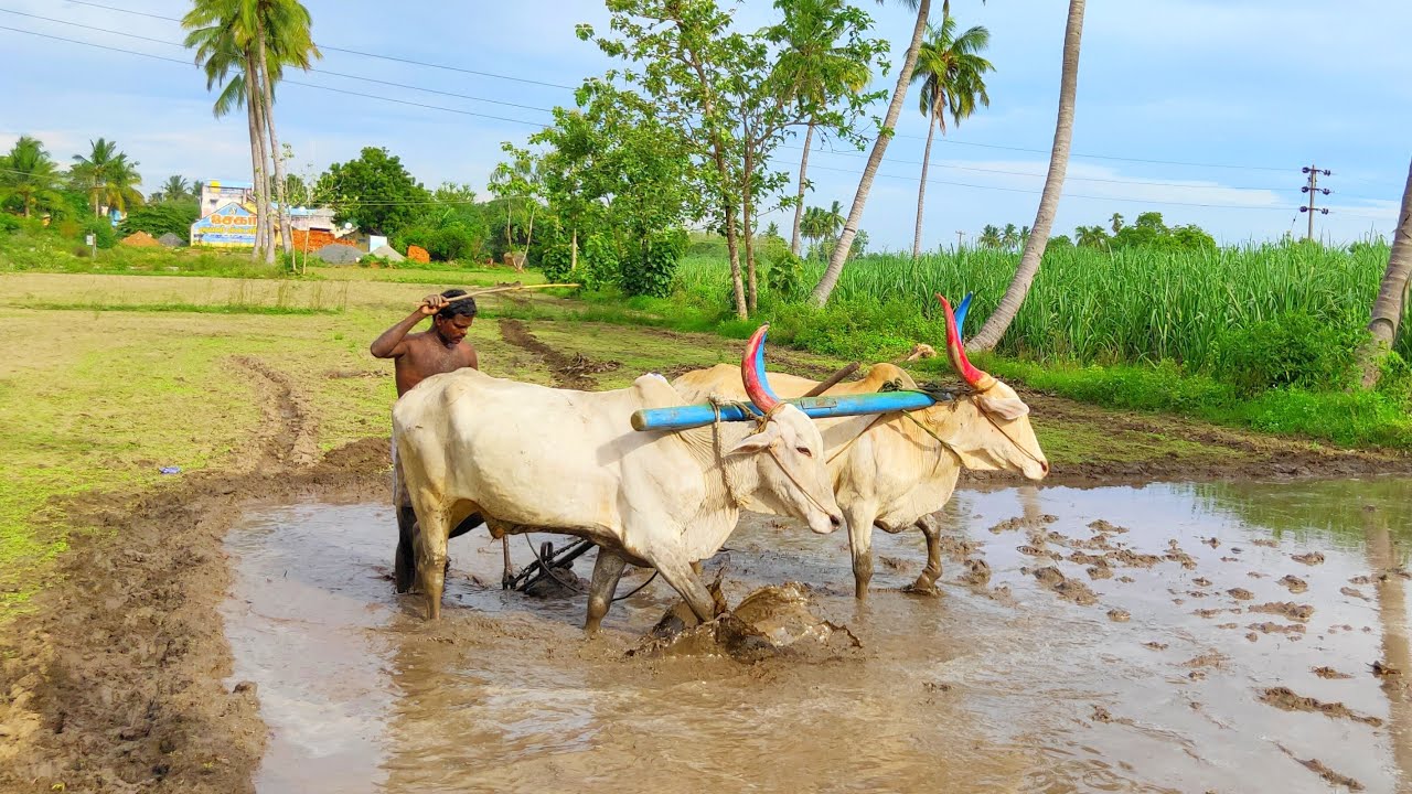 Bullock Ploughing The Field - YouTube