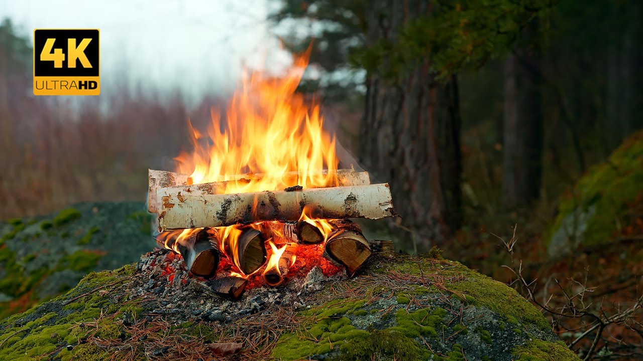 Autumn 4K Campfire by the Forest 🔥🌲Authentic Sounds and Natural Colors ...