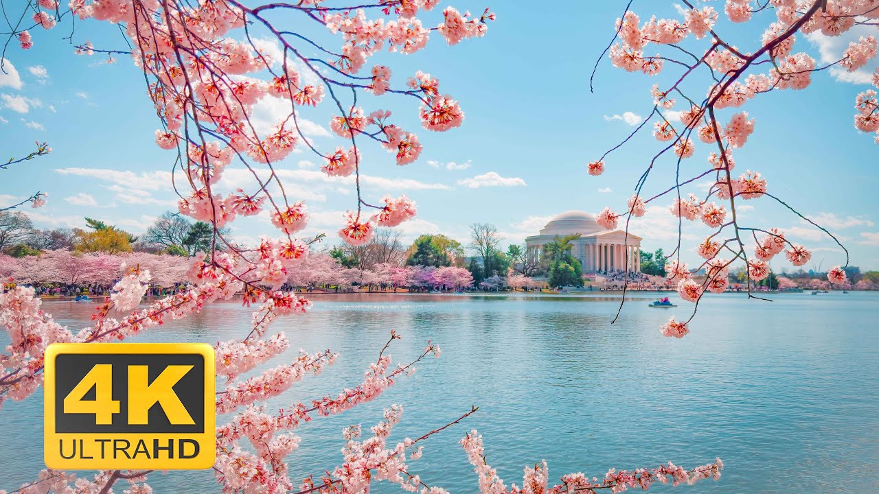 [4K] Washington DC 2024 National Cherry Blossom Festival: Sakura World ...