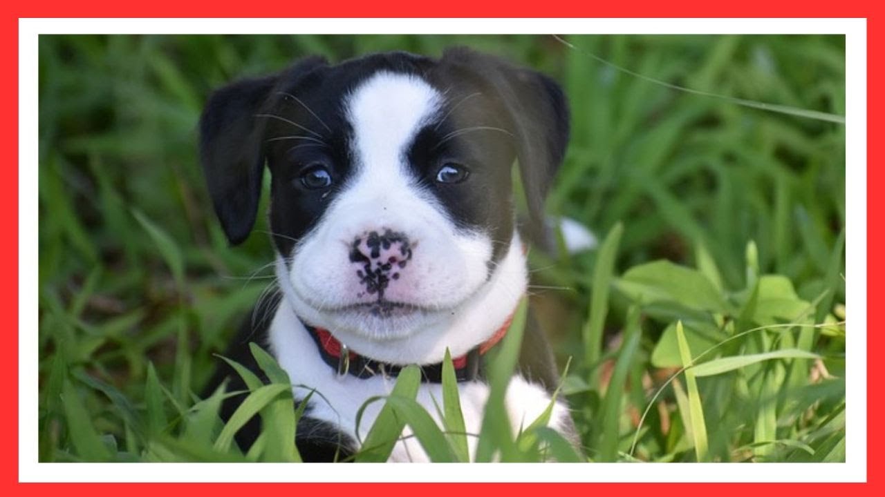 +Cómo CUIDAR a un CACHORRO de AMERICAN BULLY+ Guía completa,como cuidar ...