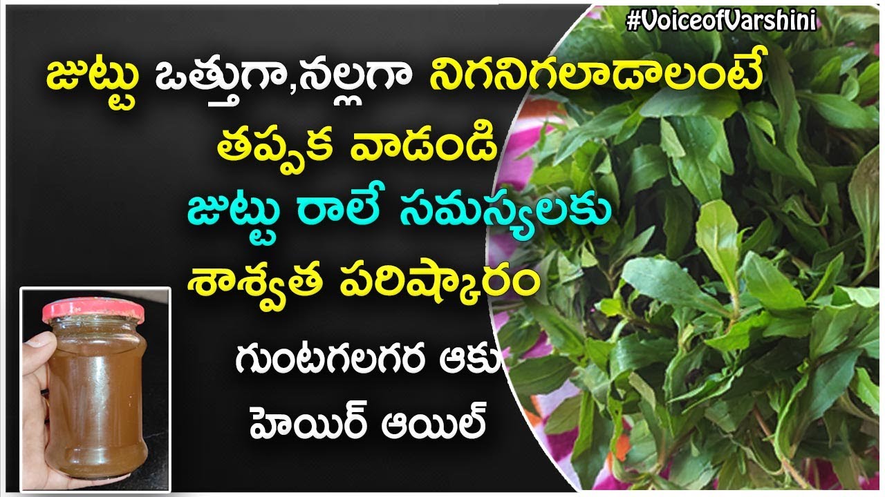 Gunta Galijeru Aaku | Guntagalagara aaku for Hair Oil in Telugu | Gunta ...