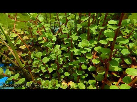 Photosynthesis aquatic plants 20190921 - YouTube