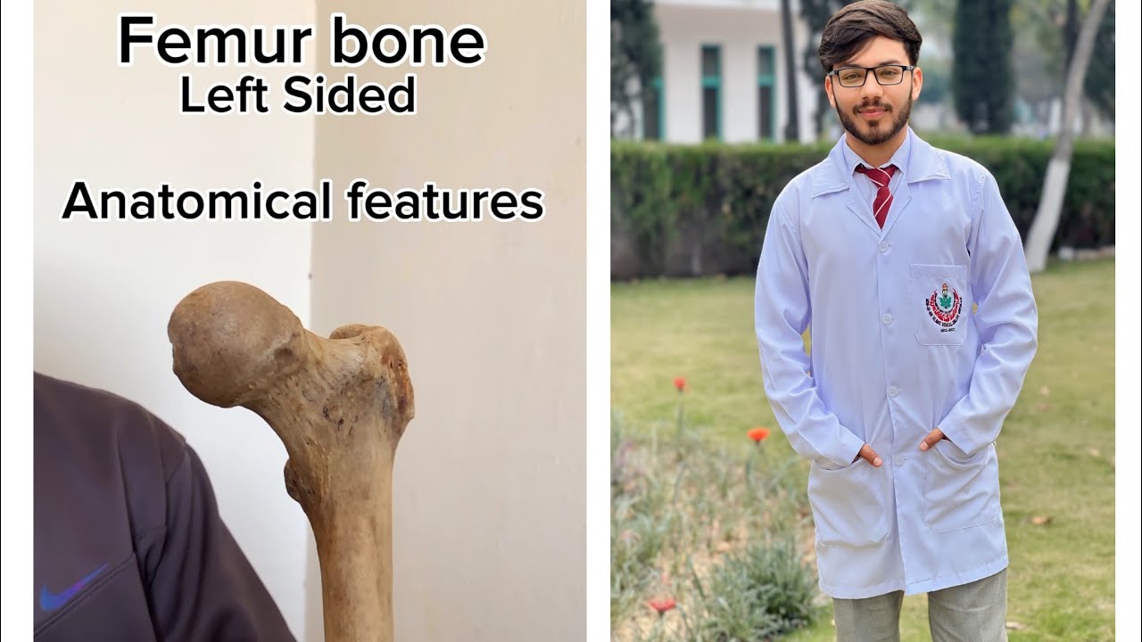 Femur bone anatomical features - YouTube