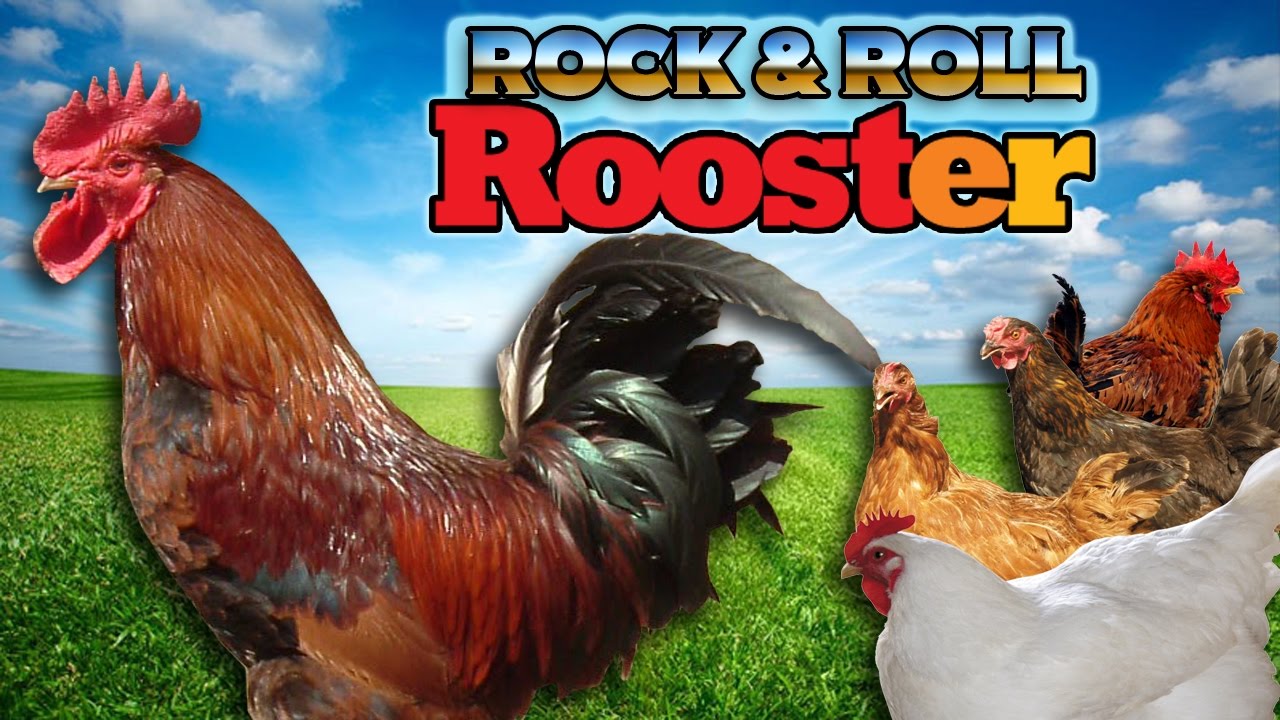 Funny Chicken Videos: Rock and Roll Rooster!!! - YouTube
