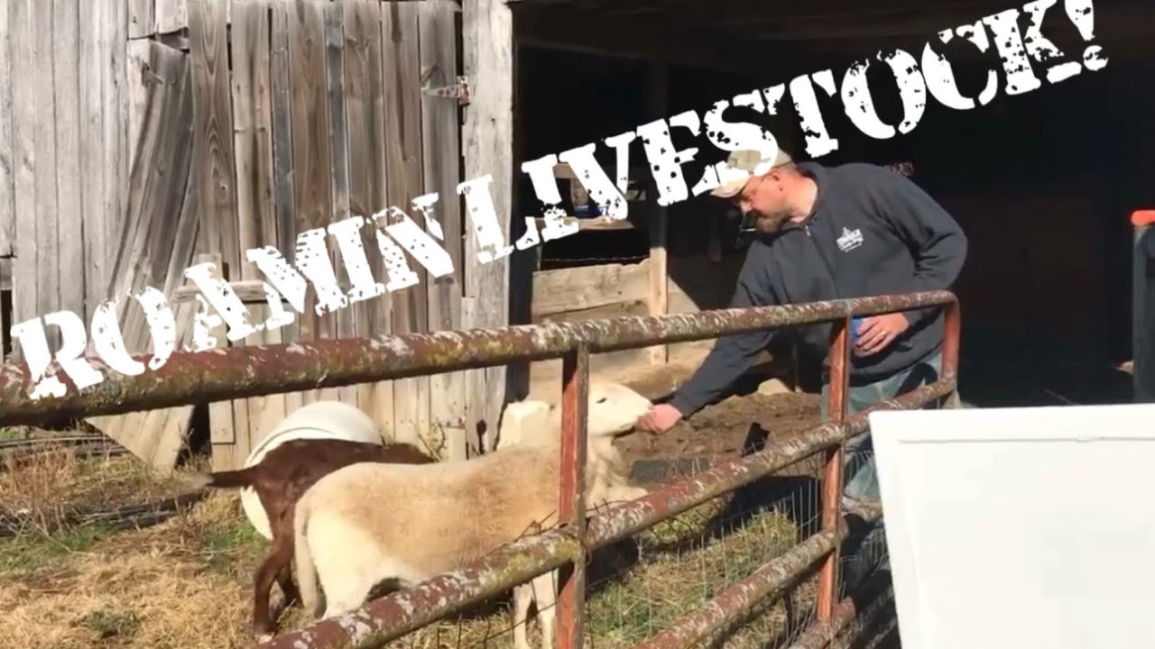 Moving the GOATS & Preparing the SOIL - YouTube