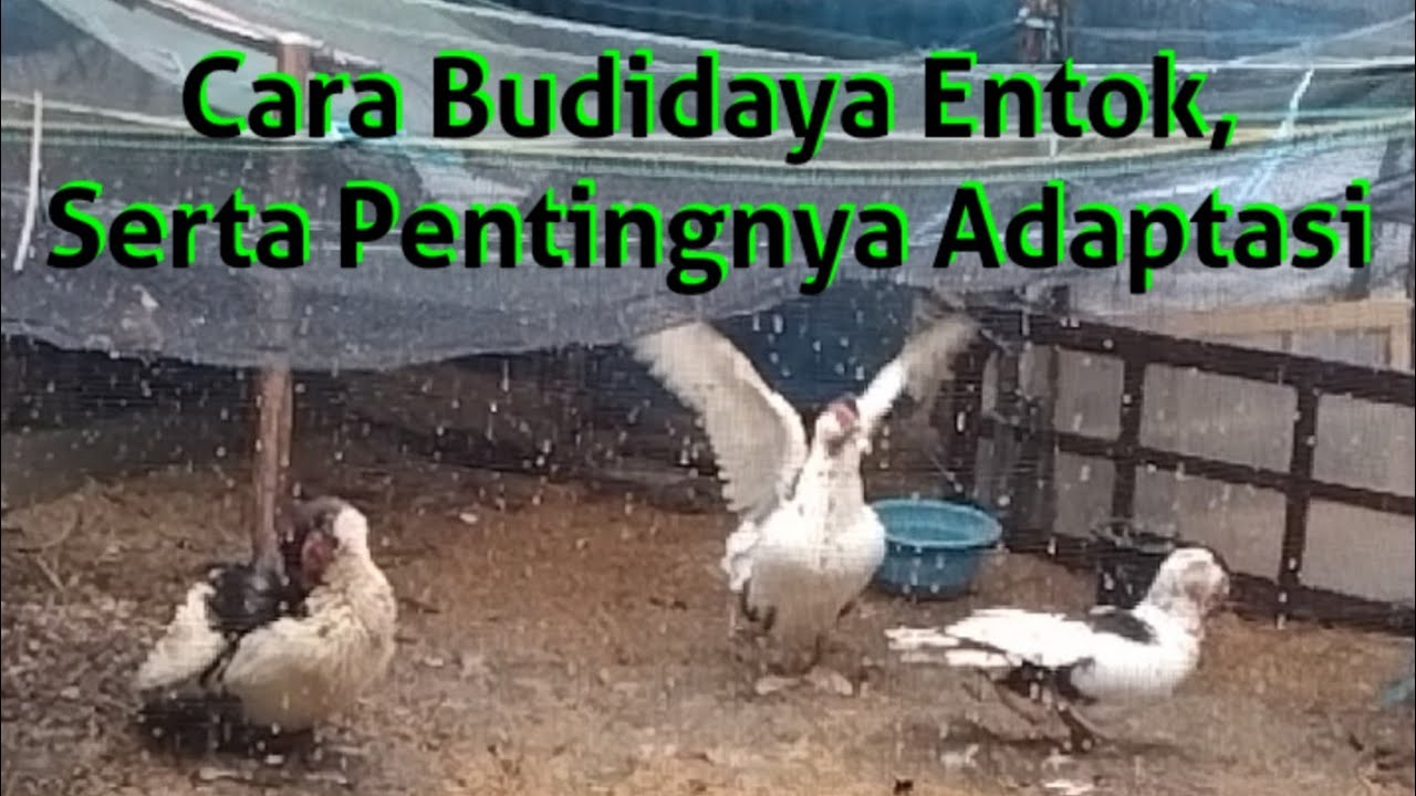Cara Budidaya Entok, Serta pentingnya adaptasi || Part 05 ...