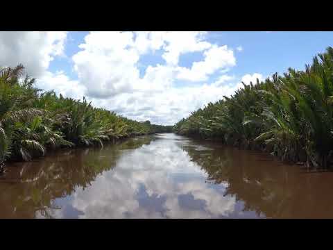 Taman Nasional Tanjung Puting, Kalimantan, Indonesia by bicycle