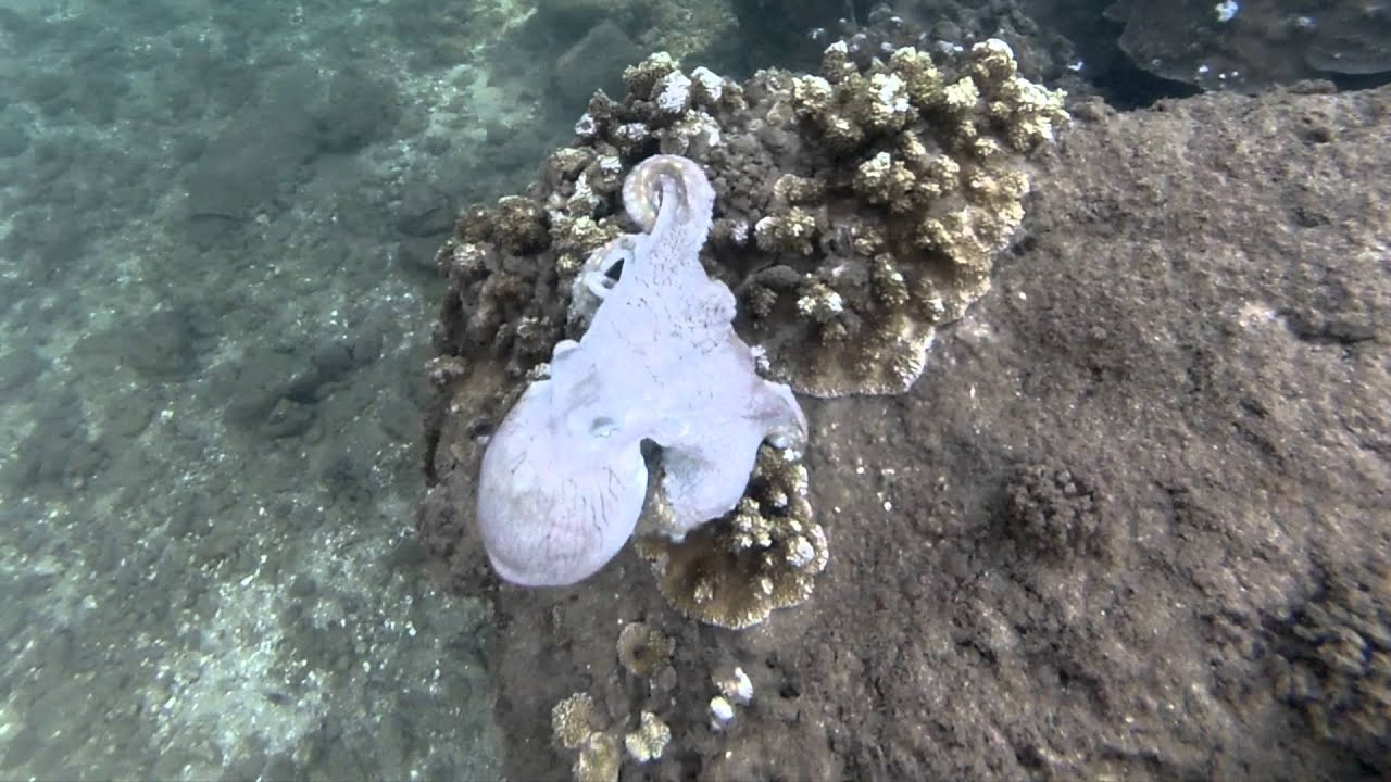 Octopus Encounter - YouTube