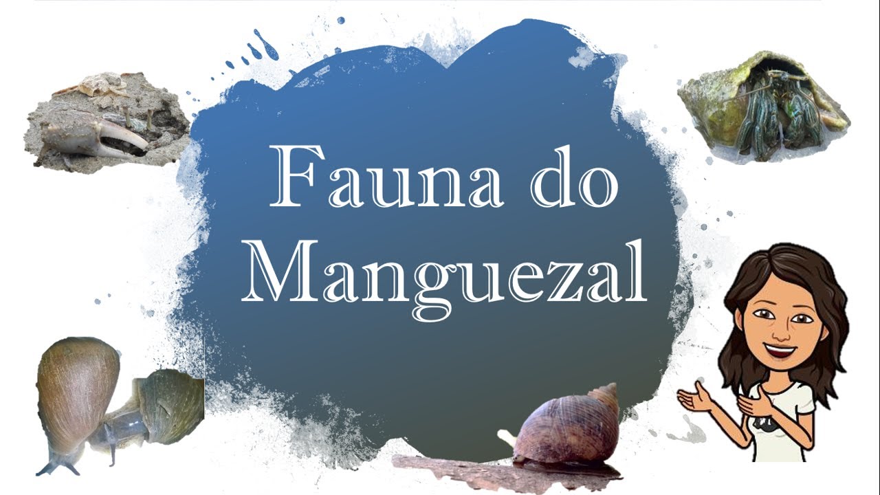 Fauna do Manguezal: Conheça os animais que vivem no manguezal - YouTube
