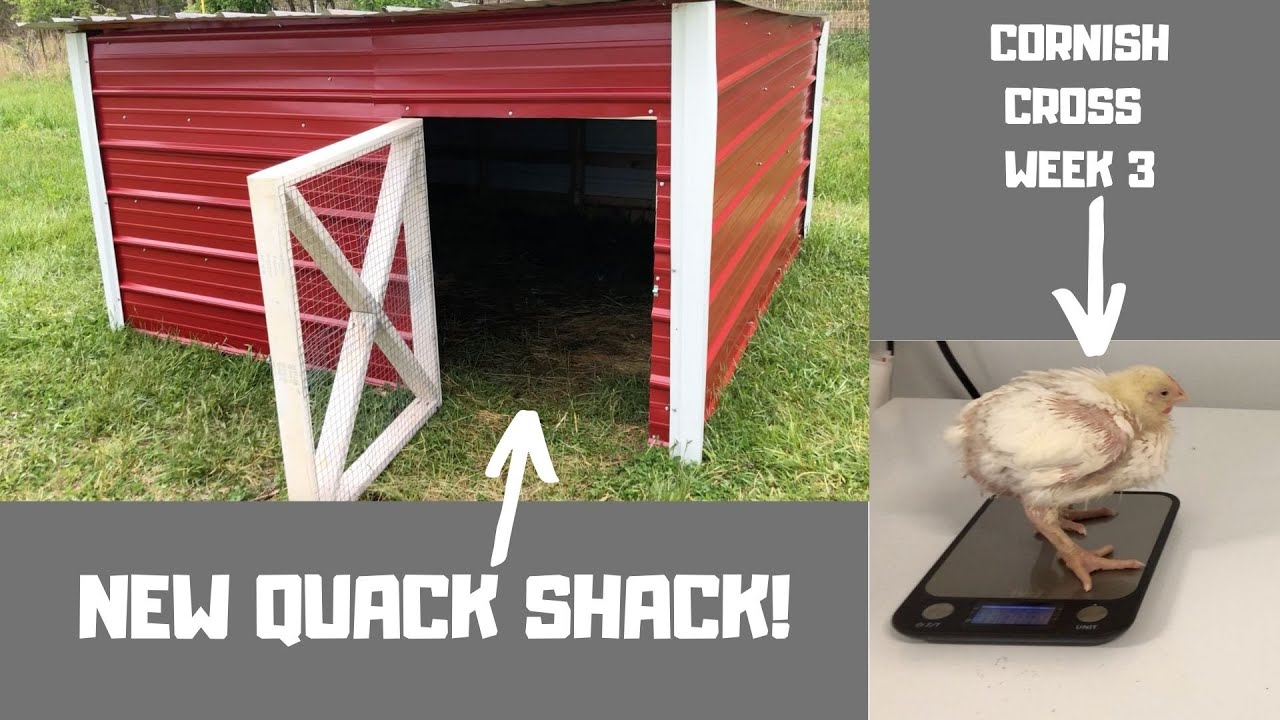 Quack shack complete, Week three Cornish cross update - YouTube
