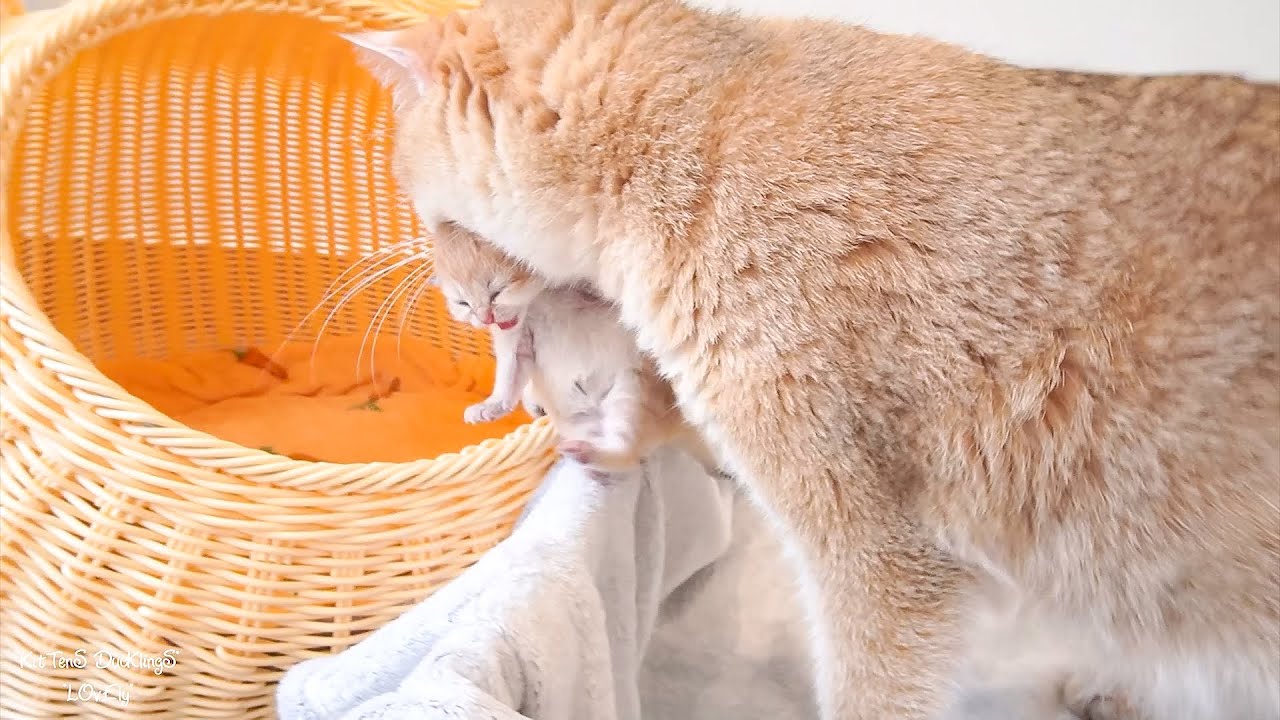 Mom cat carries newborn kittens into a small nest because she do not ...