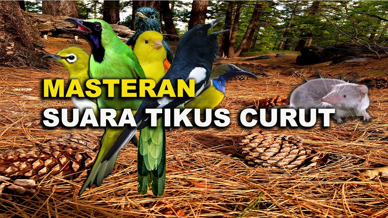 MASTERAN SUARA TIKUS CURUT TERBAIK BUAT BURUNG BERKICAU - YouTube