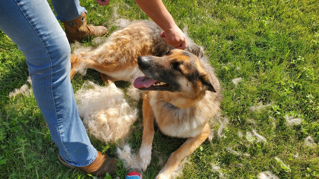 German Shepherds Are Nothing But HAIR! - YouTube