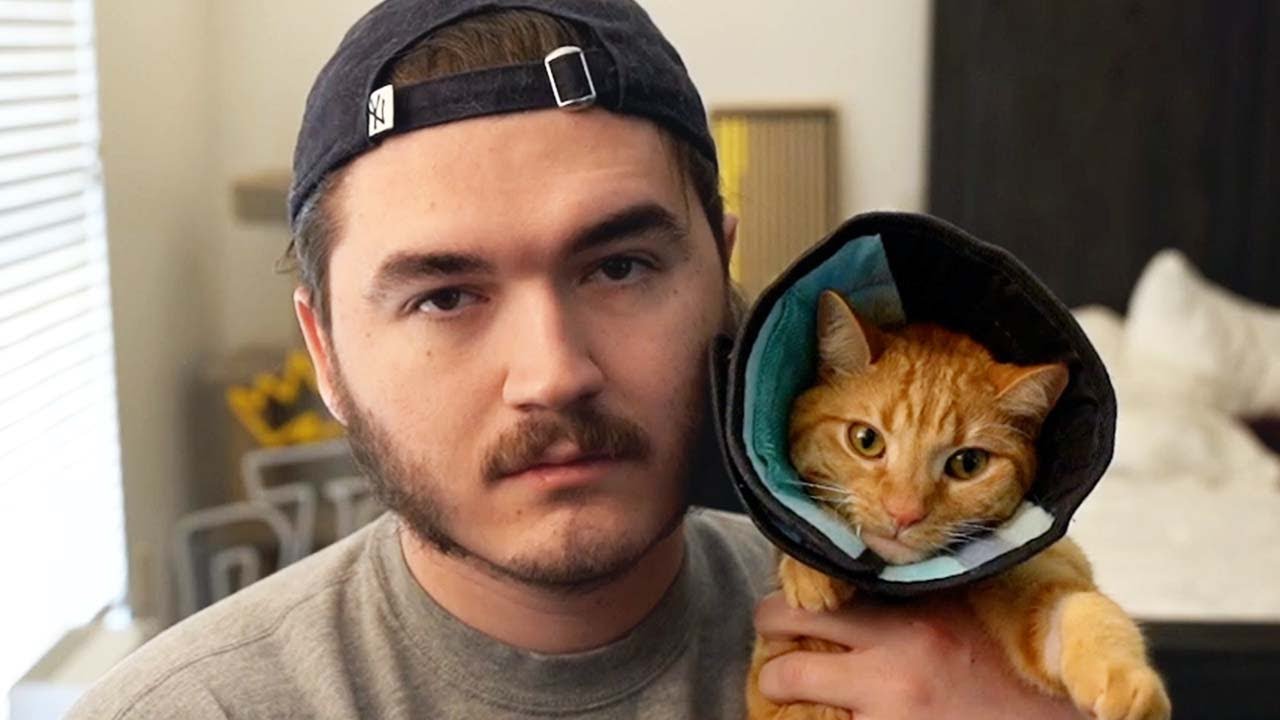 my cat is sick. - YouTube