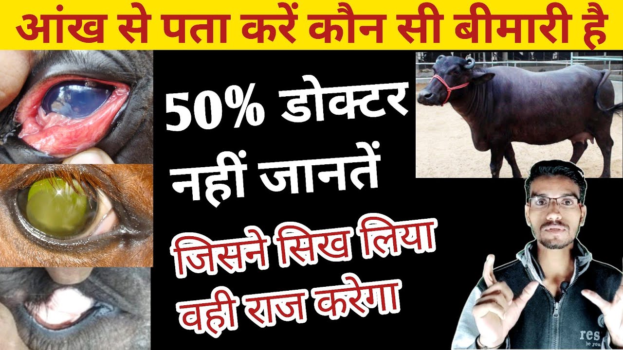 👁️How see mucous membranes in cattle/लाल ऑंख क्या इलाज/H.s/Babesiosis ...