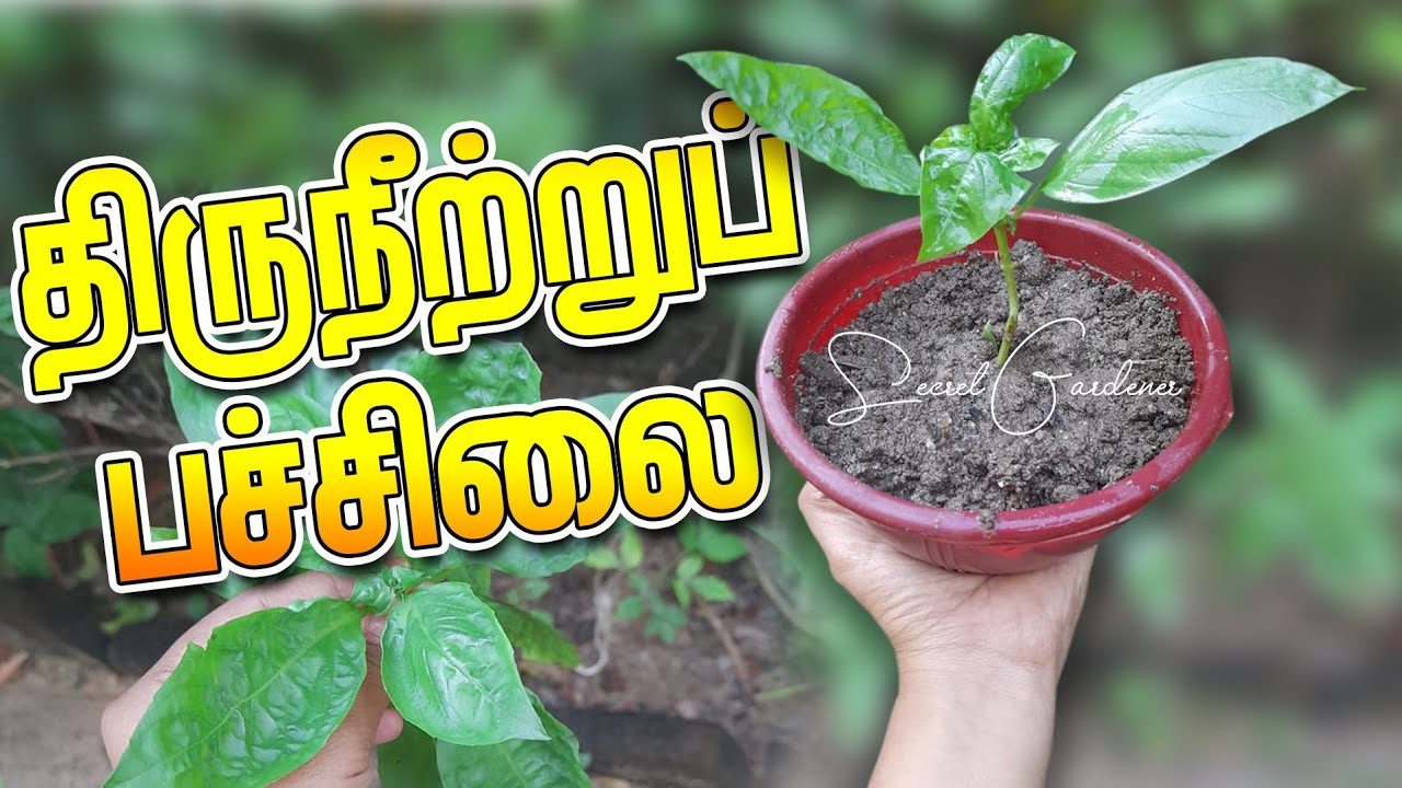 How to grow Thiruneetru pachilai plant|மூலிகை 16 #herbs #gardeningtips ...