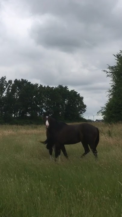 Про белок 🐿️ #лошади #equestrian #horsegirl #конюшня #horselover # ...