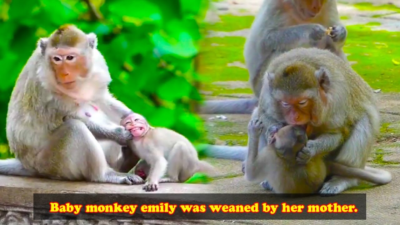 When Emily monkey was refused milk by mother, she screamed loudly, and ...