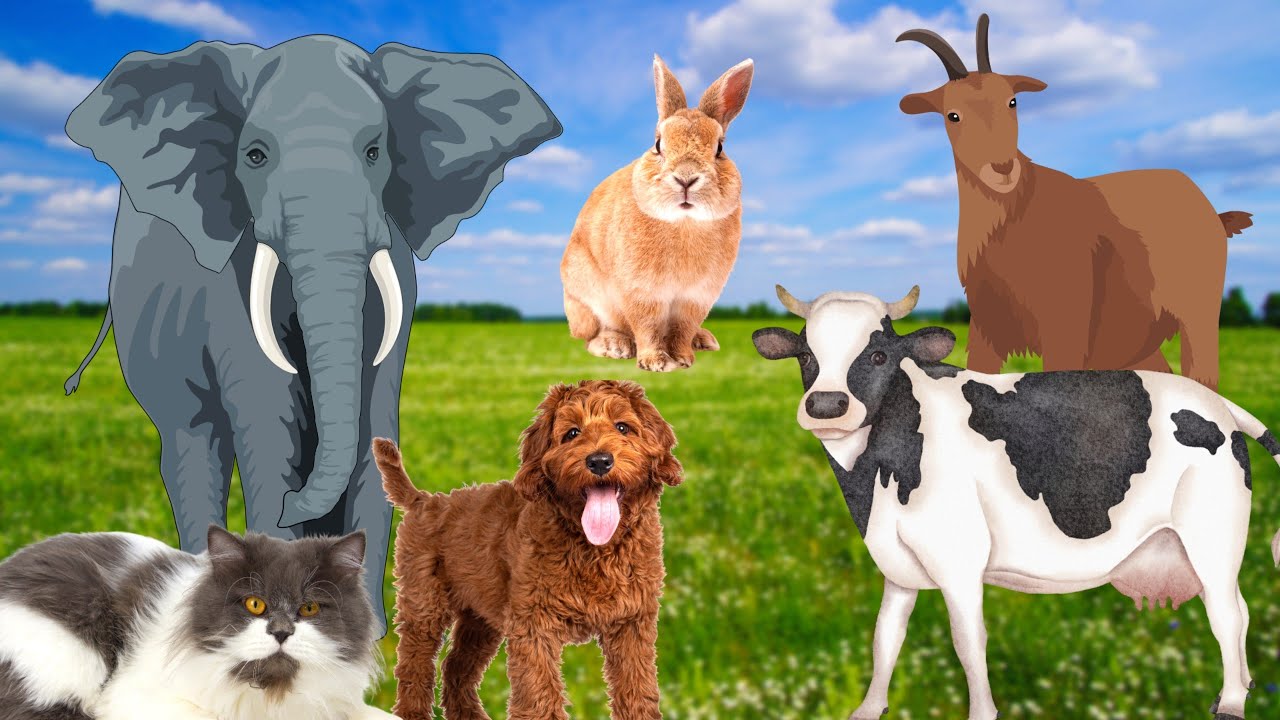 Cute little animals: Cat, pig, dog, chicken, cow,... - YouTube