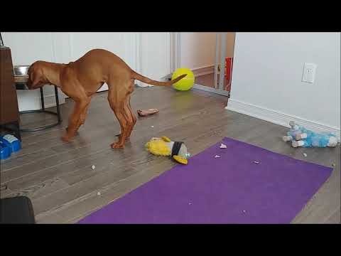 Tante Lori -Puppy Rika just having fun  - jan 31 2020