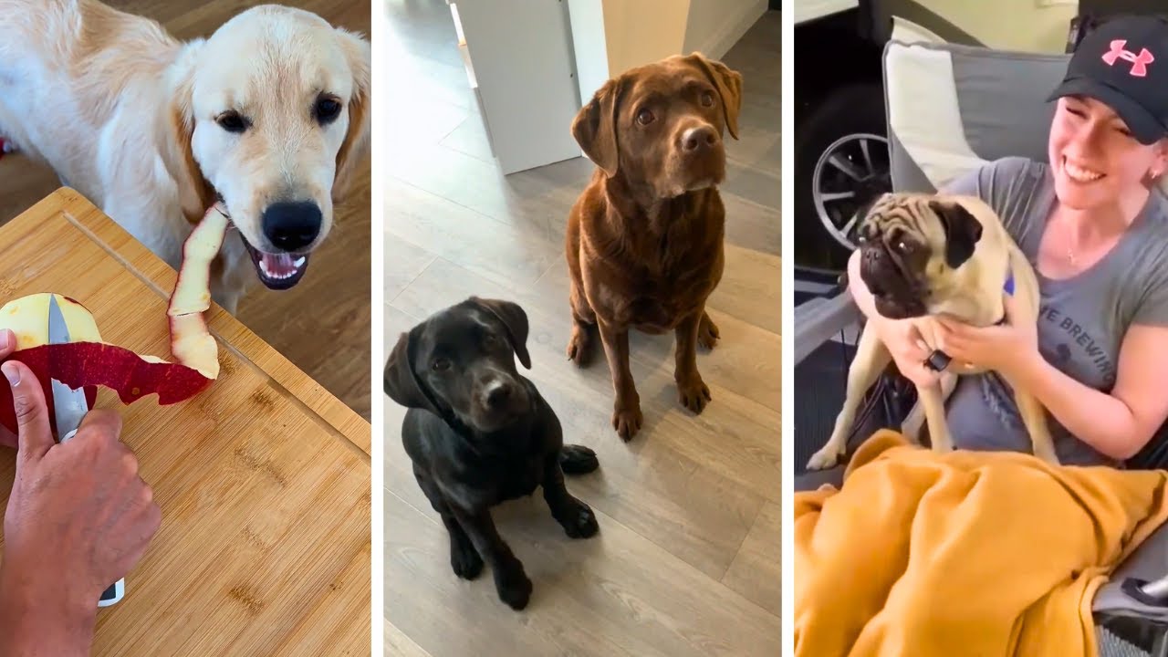 Funny DOGS Compilation ~ You Won't Believe What They Do! - YouTube