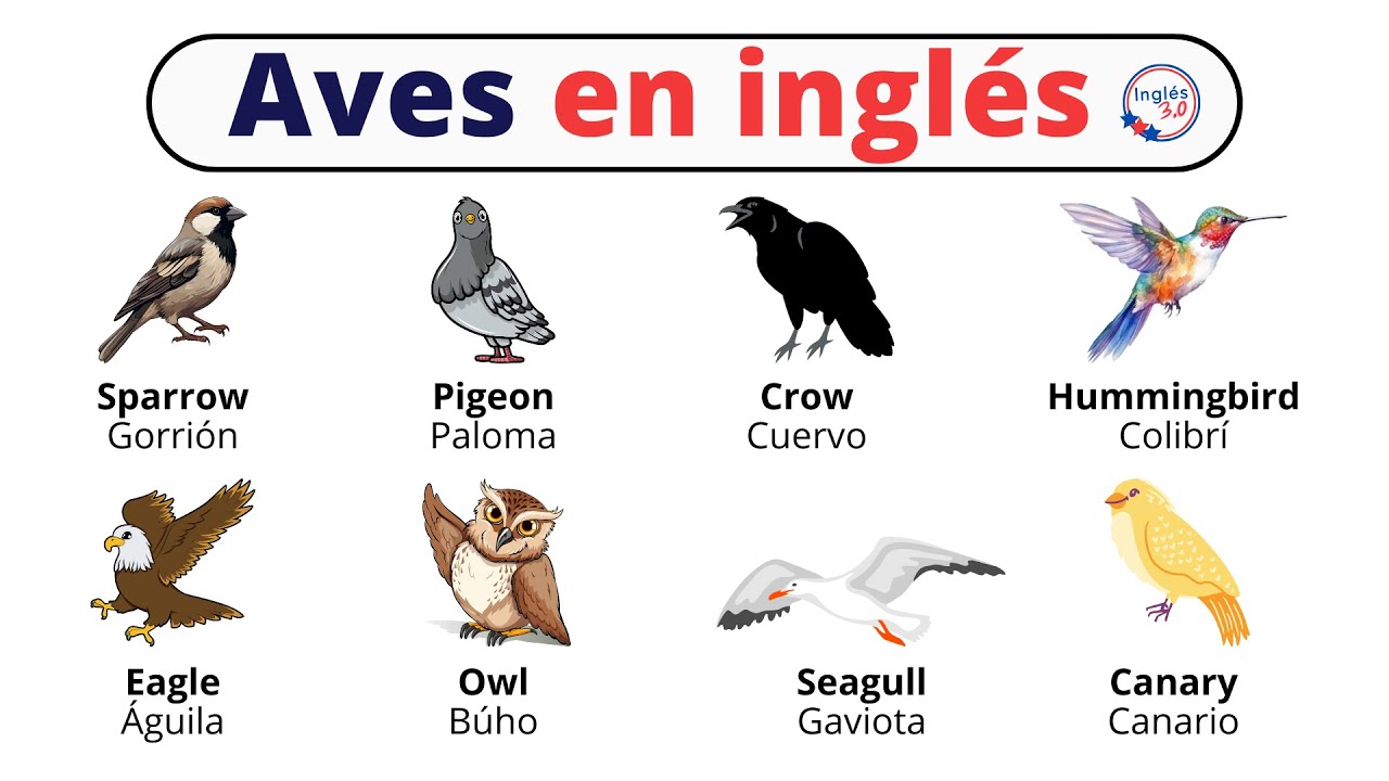 Aves en inglés y español - YouTube