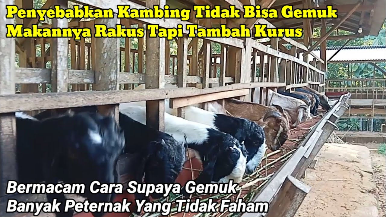 Penyebab Kambing Tidak Bisa Gemuk‼️Sudah Makan Banyak Malah Tambah ...