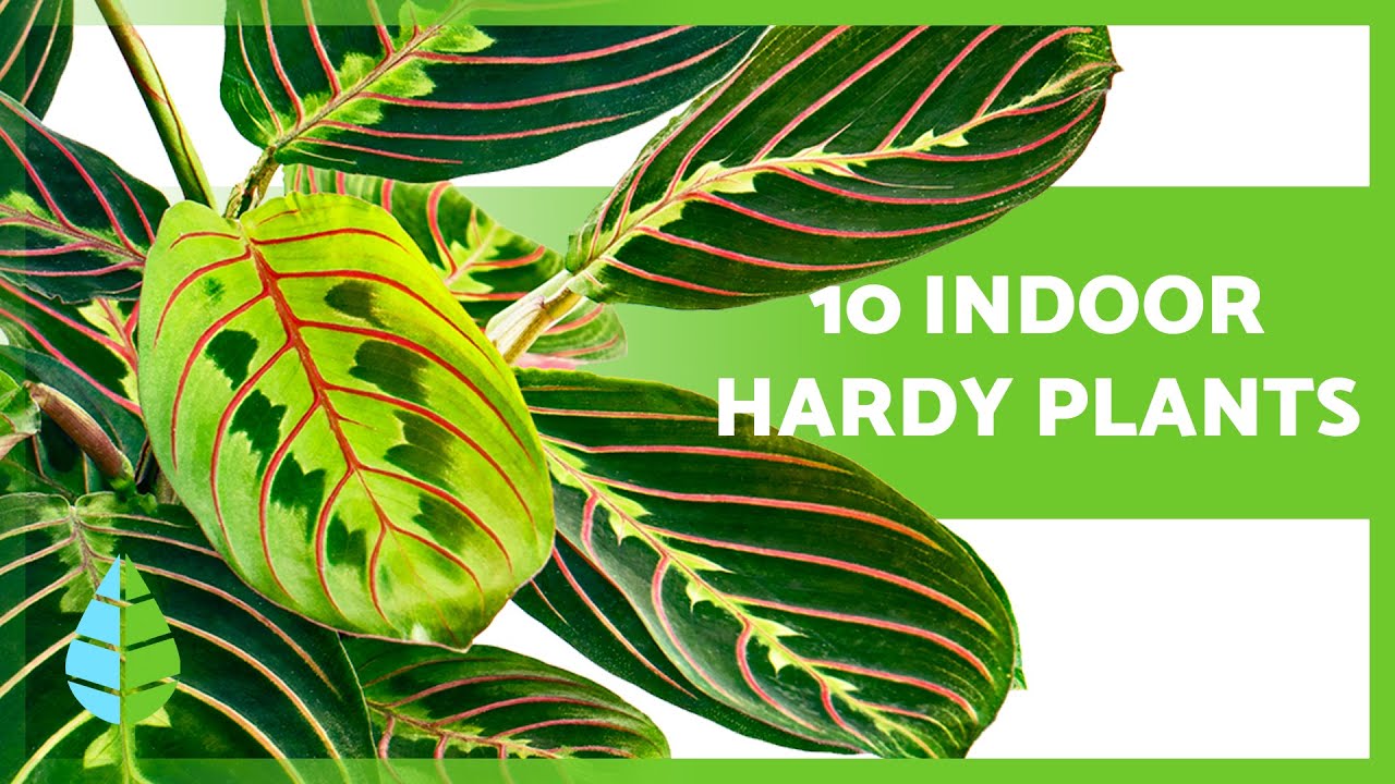 10 HARDY INDOOR PLANTS 🌺🌵 Thrive in Any Setting! - YouTube