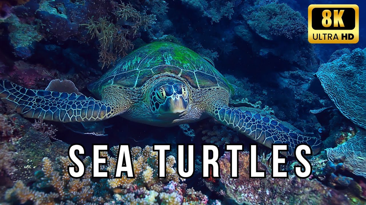 The Hidden Ocean: 8K Sea Turtle Journey | Earth Unveiled - YouTube