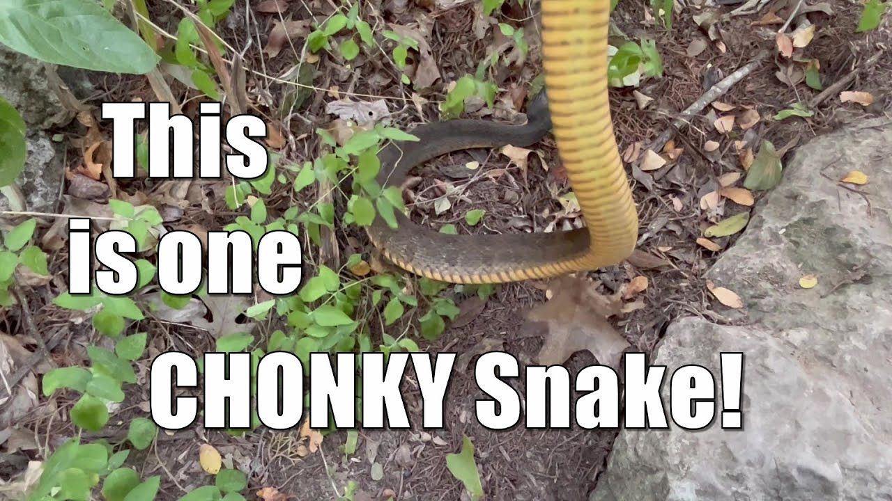 This THIC snake crossed my path... - YouTube