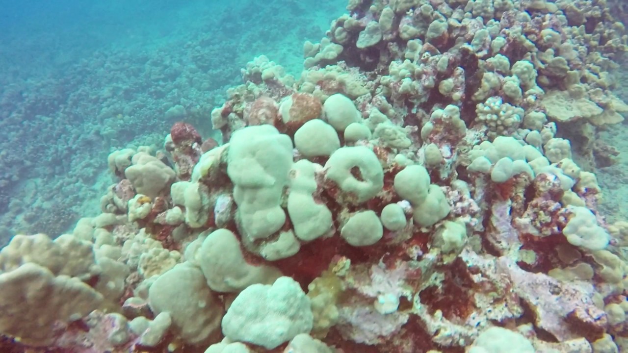 Point Panic Oahu 25 Feb 2017 - YouTube