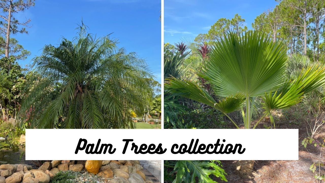 Types of Palm Trees with names. Our collections - YouTube