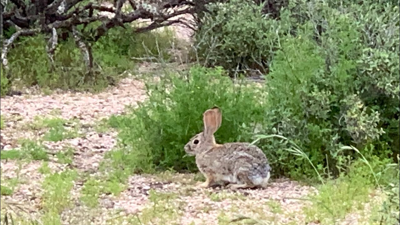 DAY 3 FROM ARIZONA, on lockdown. Rabbits are out chilling - YouTube