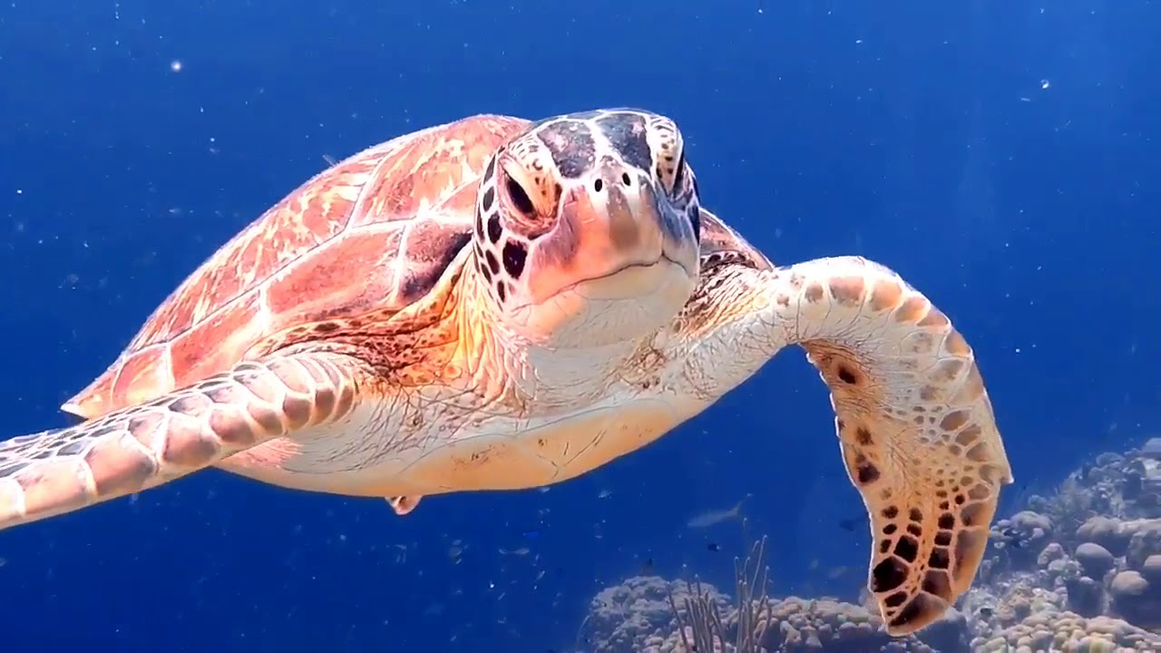 curious sea turtle Tolo Bonaire - YouTube