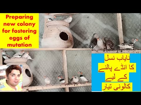 preparing fostering colony for mutation eggs | Birds cage | birds breed ...