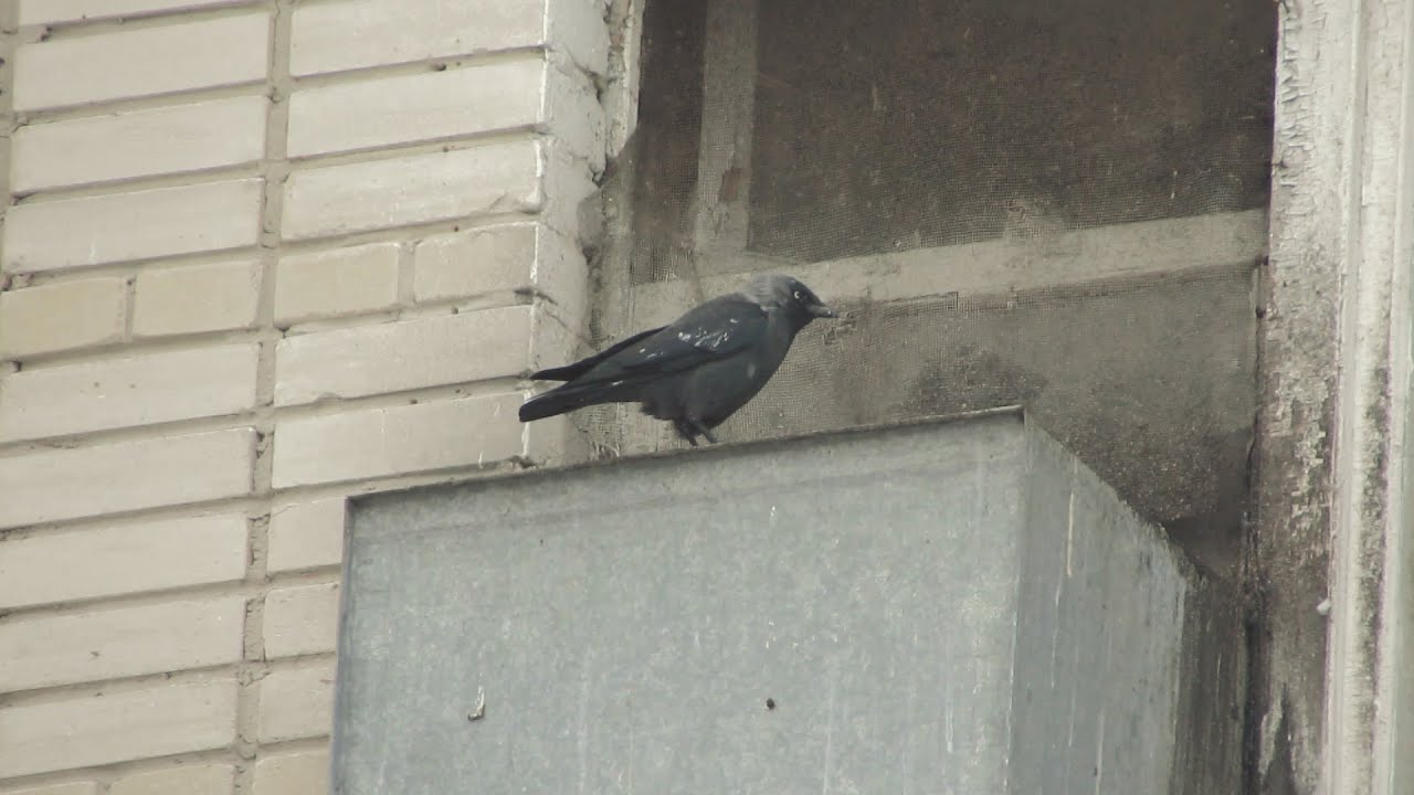 Crow dinner Ворона обедает - YouTube