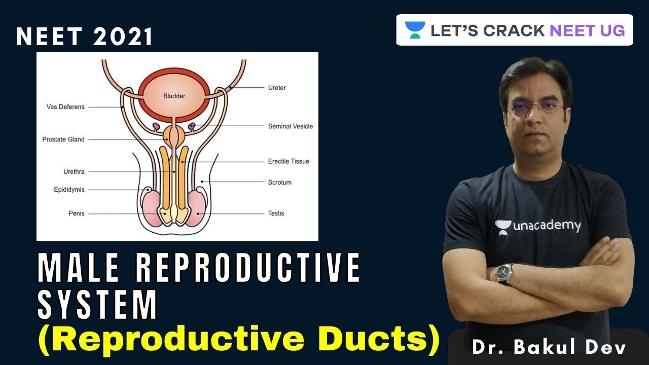 Male Reproductive System - Reproductive Ducts | NEET Biology | NEET ...
