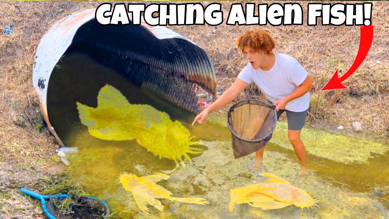 WILD ALBINO Alien Fish Caught In HIDDEN TUNNEL! - YouTube