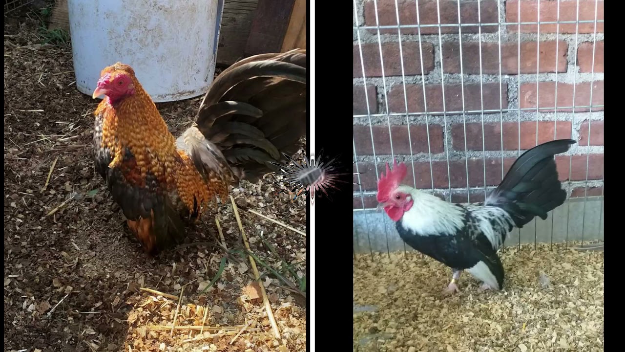 Gallos Alaquines de los amigos de Uruapan episodio 1 - YouTube