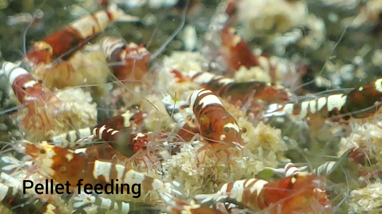Red tiger pinto shrimp - YouTube