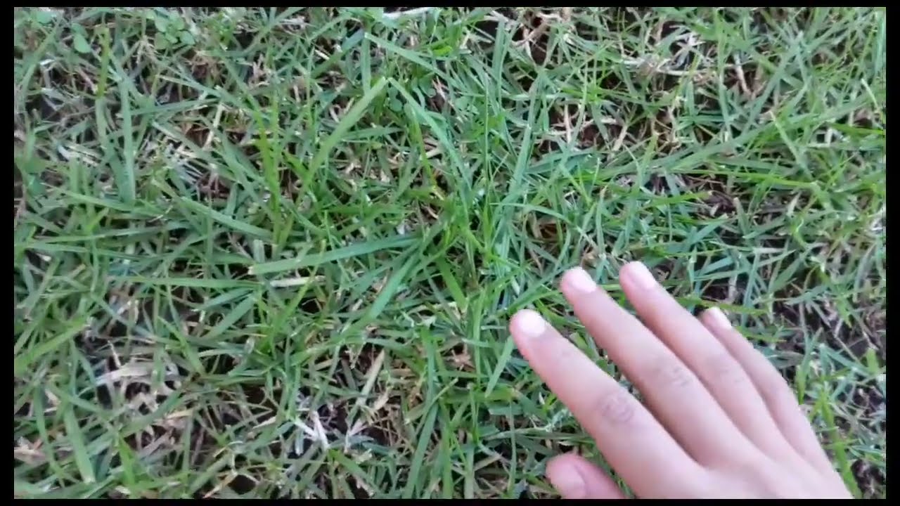 Touching Grass for the First Time (BAD IDEA) - YouTube