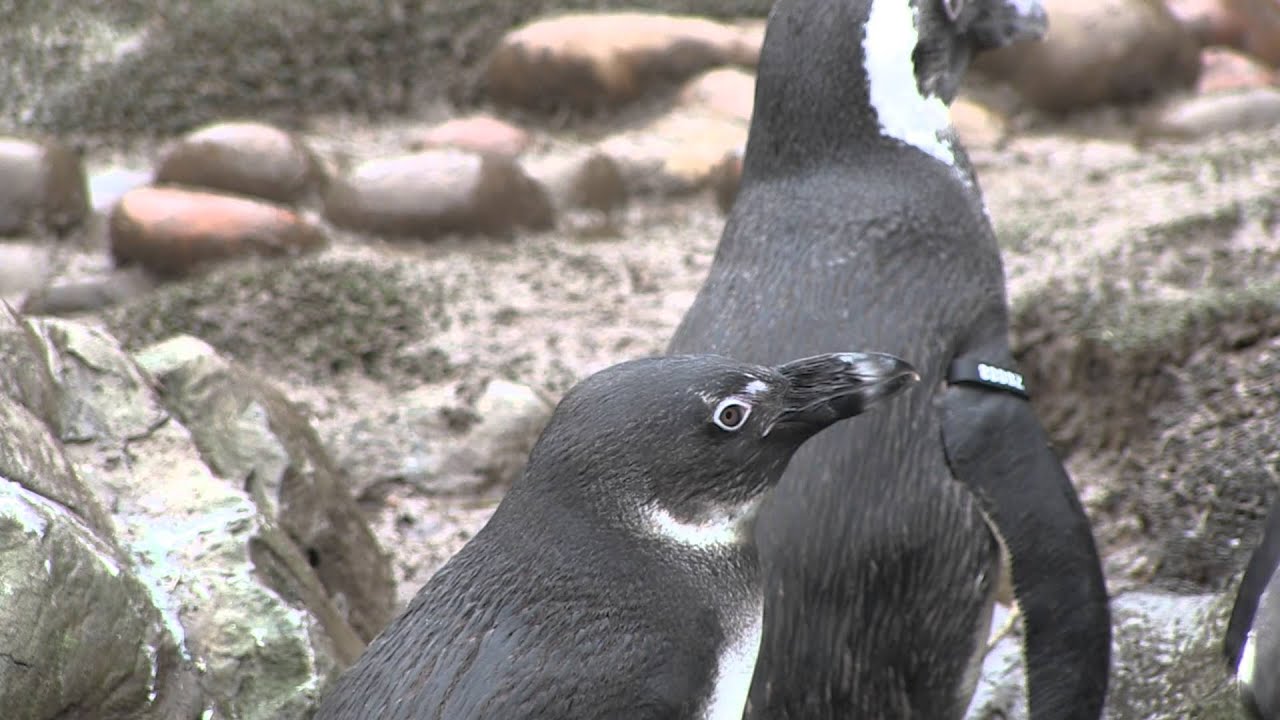 Bristol zoo appeal to save starving penguins in South Africa - YouTube