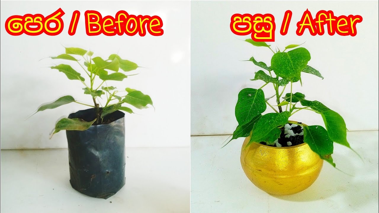 බෝ පැලයක් නිවැරැදිව සිටවමු / How to pot a Bo tree / Potting methods ...