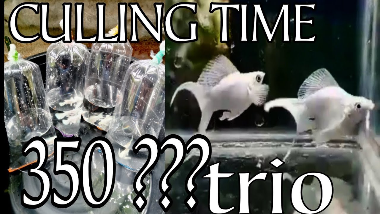 MURANG QUALITY TRIO/CULLING TIME /selected/PKBM/HOW TO IDENTIFY QUALITY ...