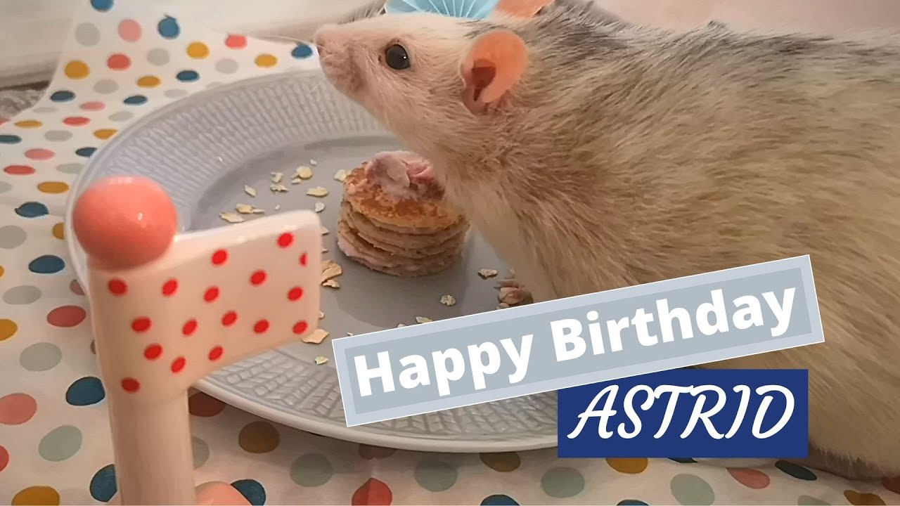 Throwing a Birthday Party for my Rats - YouTube