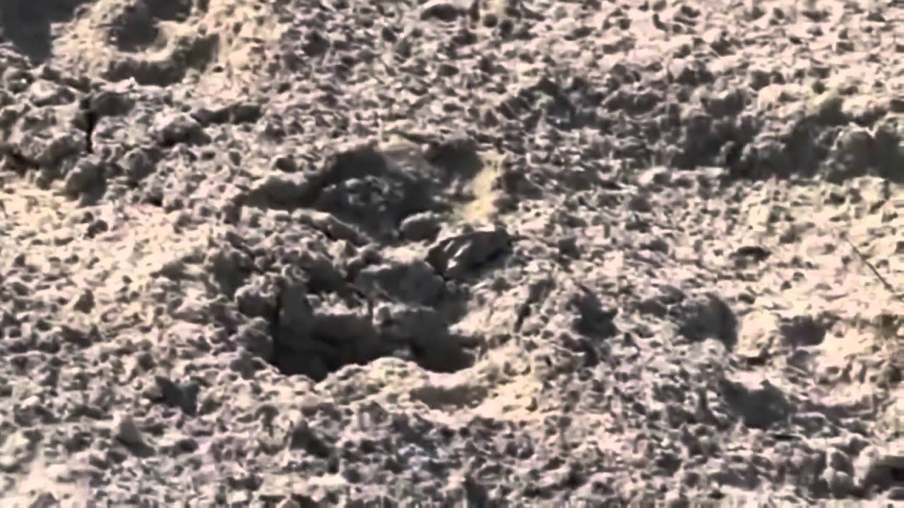 Chernobyl Disaster Scary Mutations Full Documentary 1080p - YouTube