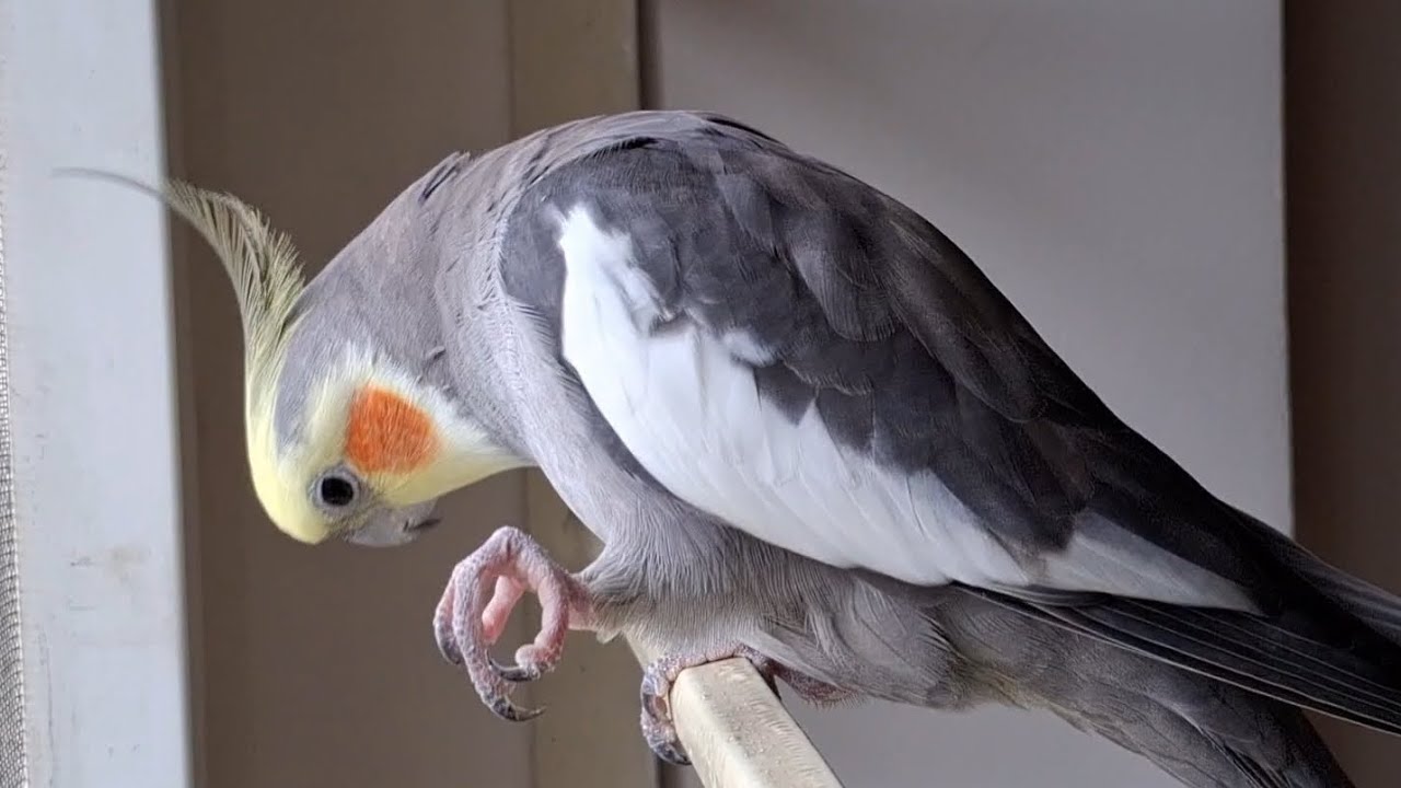 Cockatiel singing & chirping melodiously | #cockatiel #bird #singing # ...