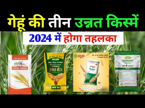 gehu ki 3 sbse jabrdast variety,top 3 gehu variety,best wheat seeds,top ...